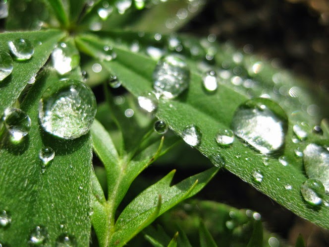 Dari Mana Datangnya Embun? | Belajar Sampai Mati