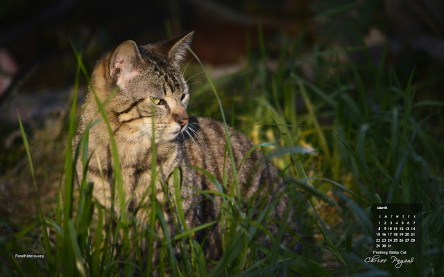 March Cat of the Month Calendar Wallpaper: Thinking Tabby