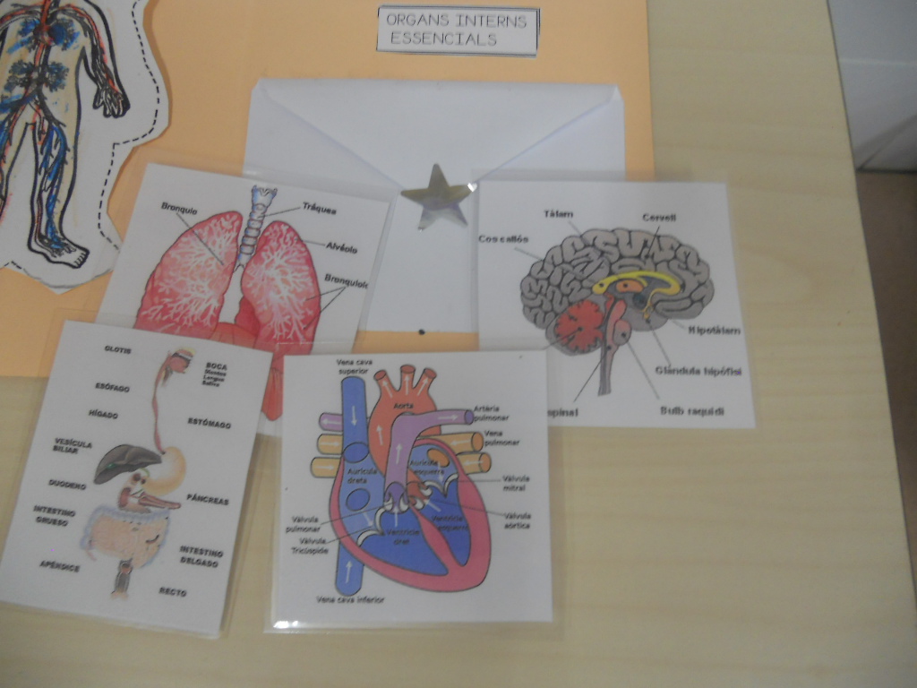 PRIMER CICLE PRIMÀRIA: LAP BOOK "EL COS HUMÀ"