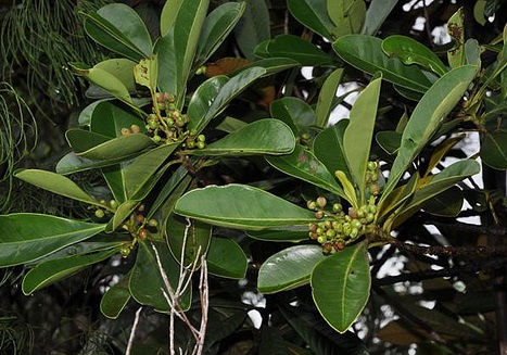 ALAM TUMBUHAN: ALAM TUMBUHAN [Plants kingdom]