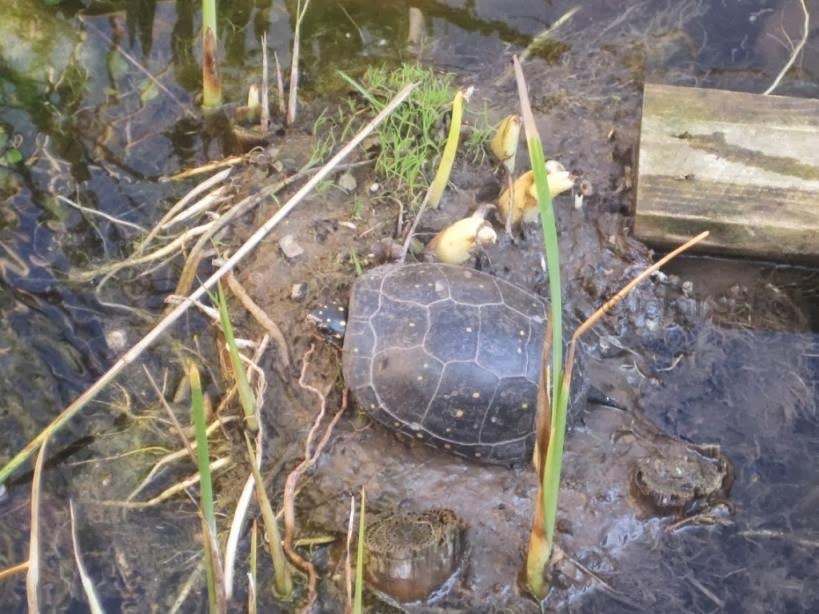 Clemmys guttata: la tortuga moteada: Por que tienen manchas