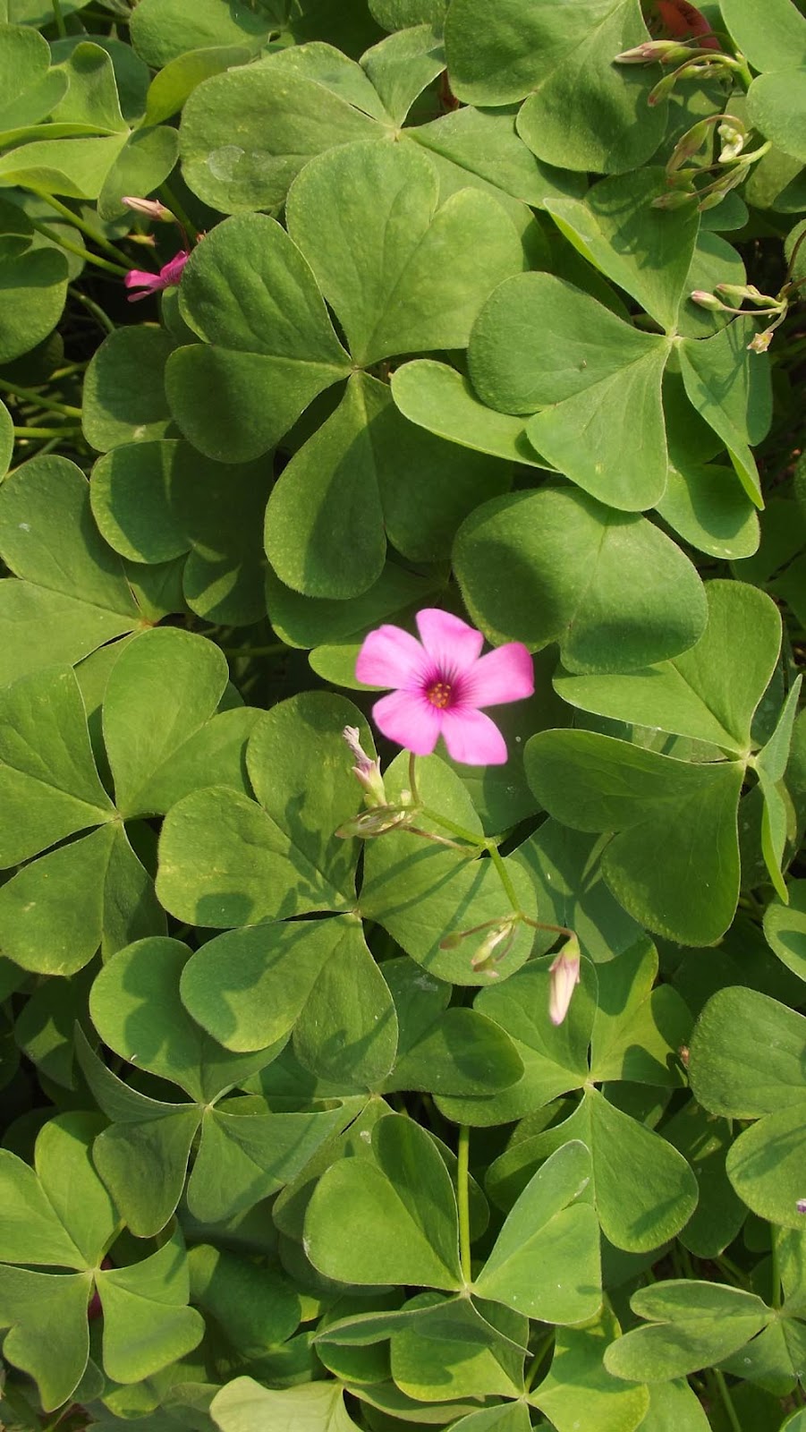 slikovnica: Ukrasna djetelina