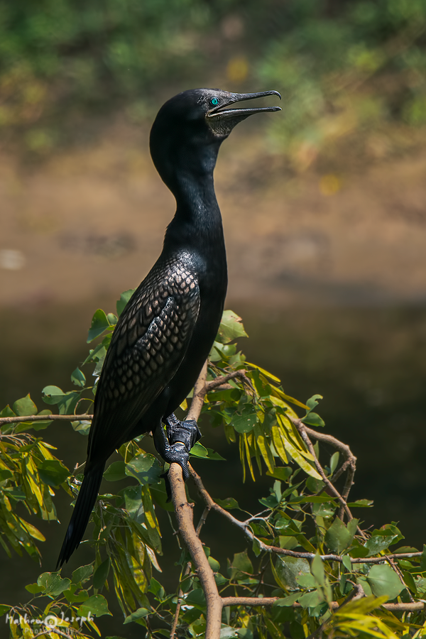 Wild Side of Mathew: Bhindawas Bird Sanctuary, Haryana