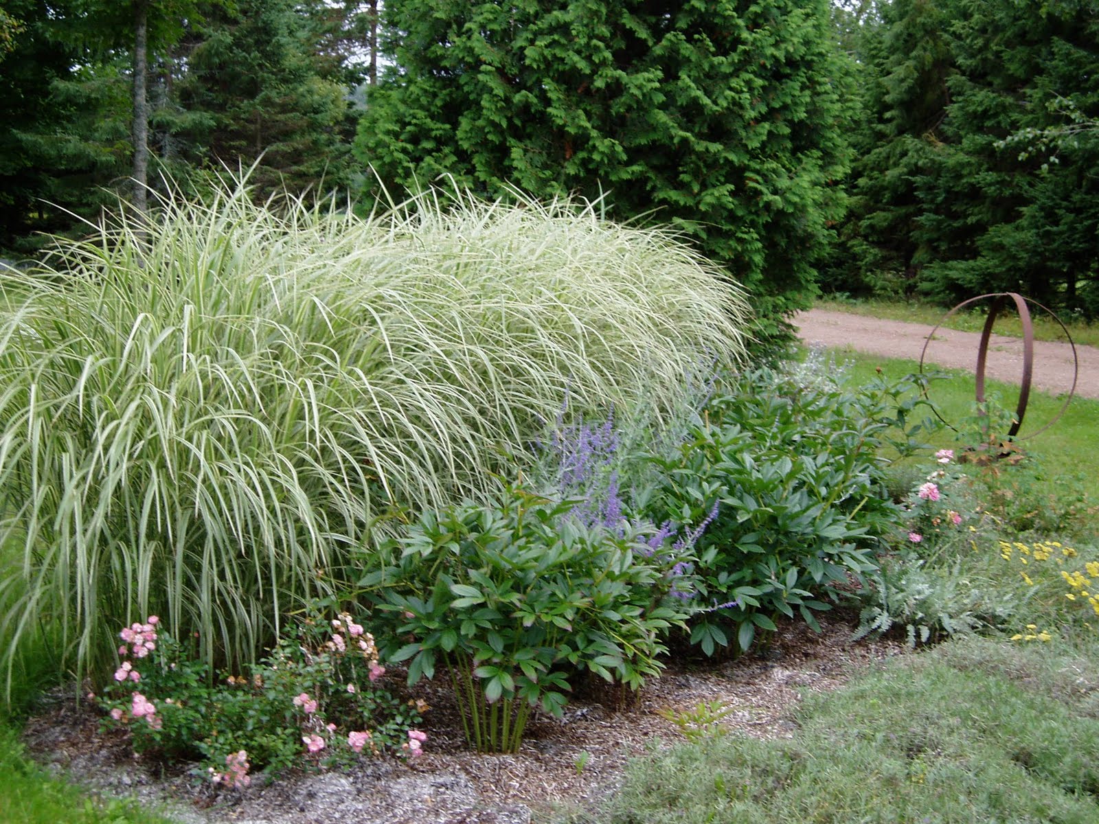 Lovegrass Farm: Miscanthus sinensis 'Variegatus' Ornamental Grass at ...