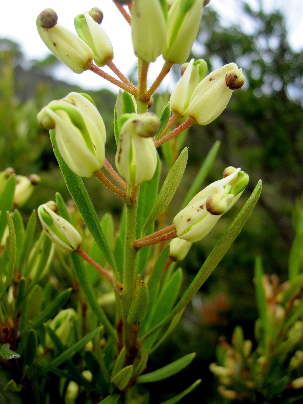 New Shoots and a Walk down South