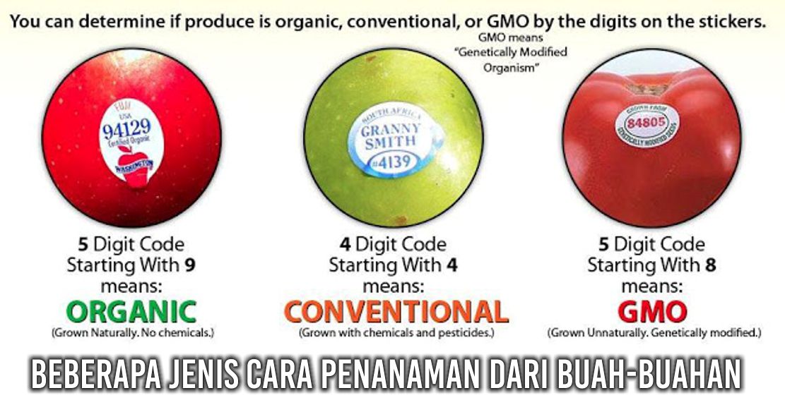 Ternyata arti kode stiker pada buah-buahan itu sangat penting loh ...