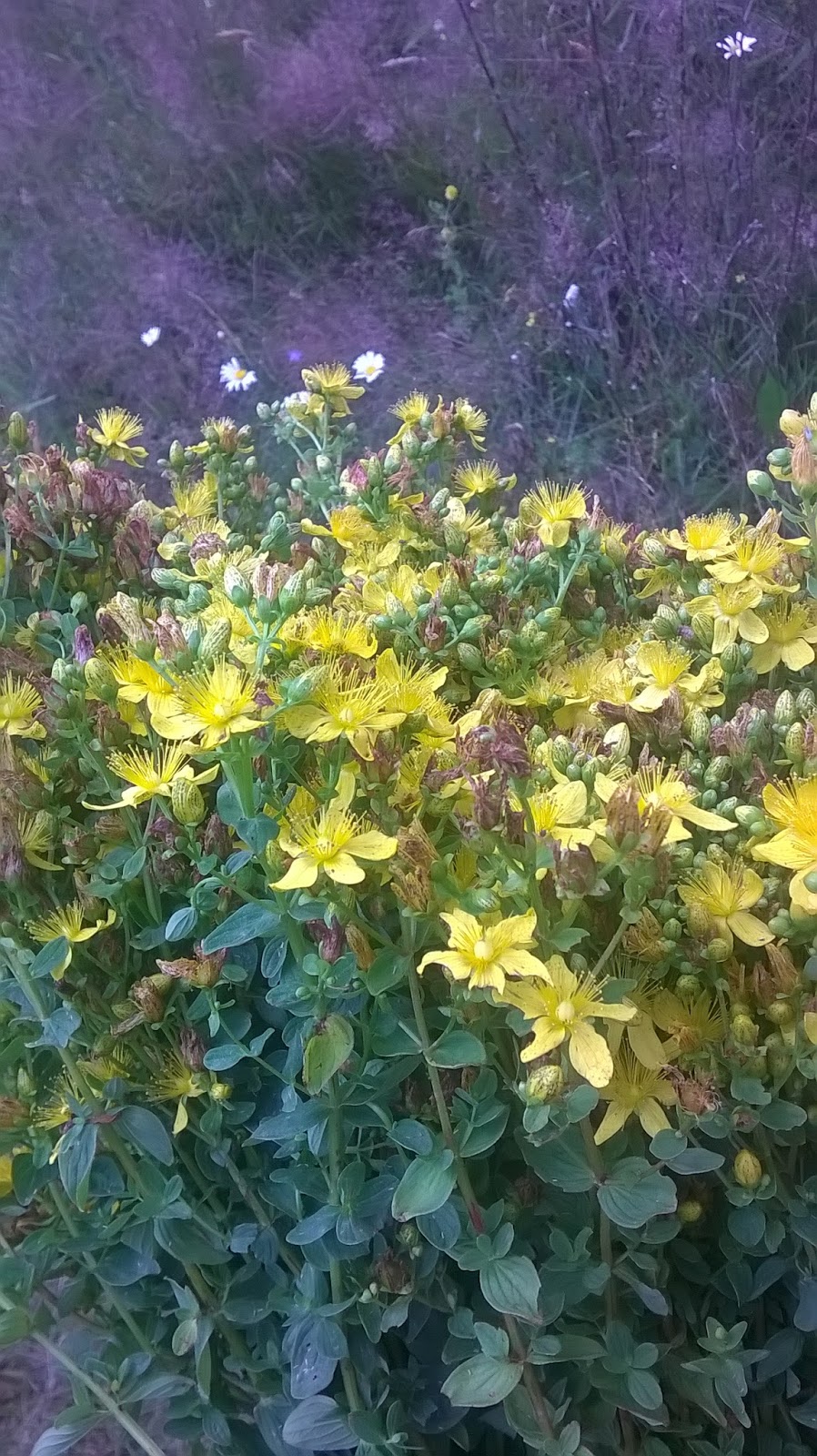 Vatra Familiei: Sunătoare