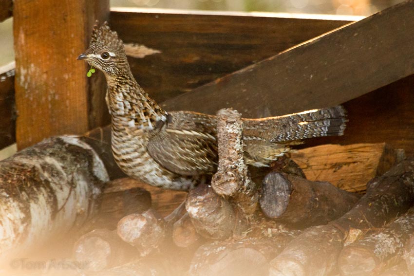The Ohio Nature Blog: Ruffed Grouse