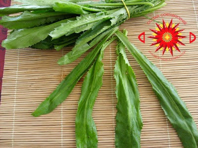 Cocina Costarricense: culantro de coyote