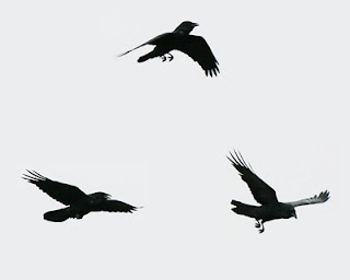 The Dream Antilles: enero 2012