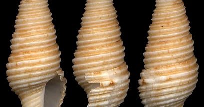 Variety of Life: Turridae