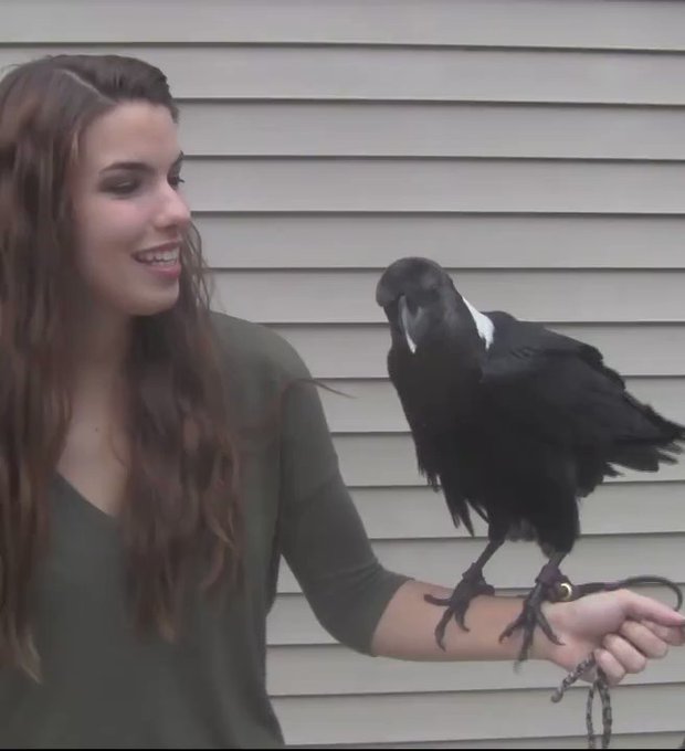 Meet Mischief, The Raven That Mimics Human Speech