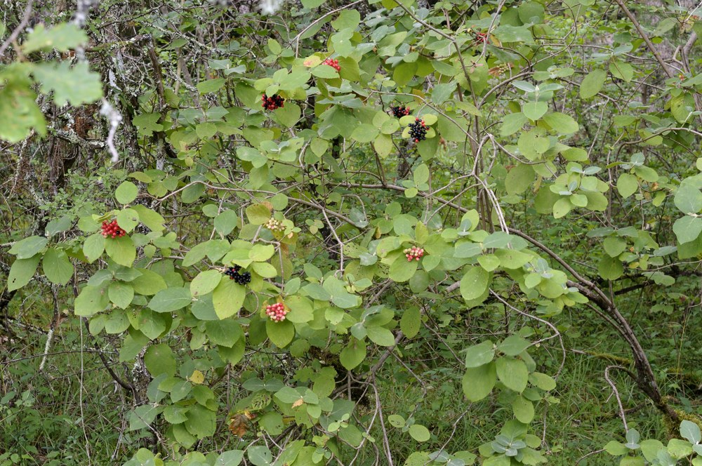 botanical walk: Wayfaring Tree