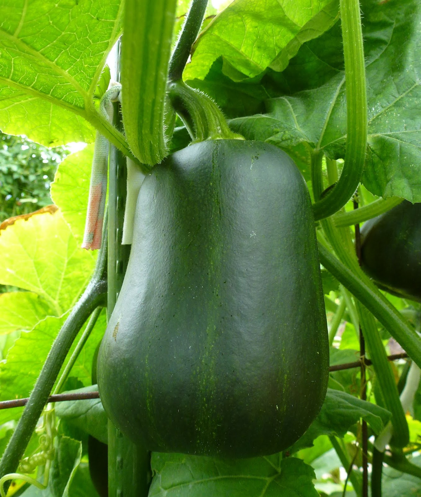 From Seed To Table: Squash Progress Report