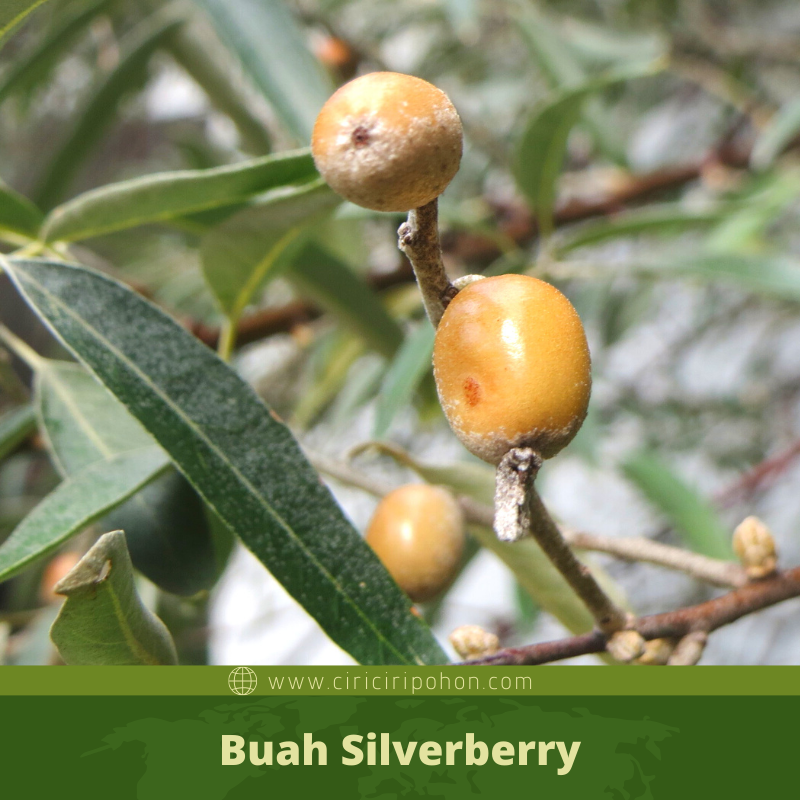 Ciri Ciri Pohon Silverberry (Elaeagnus angustifolia) Di Alam Liar ...