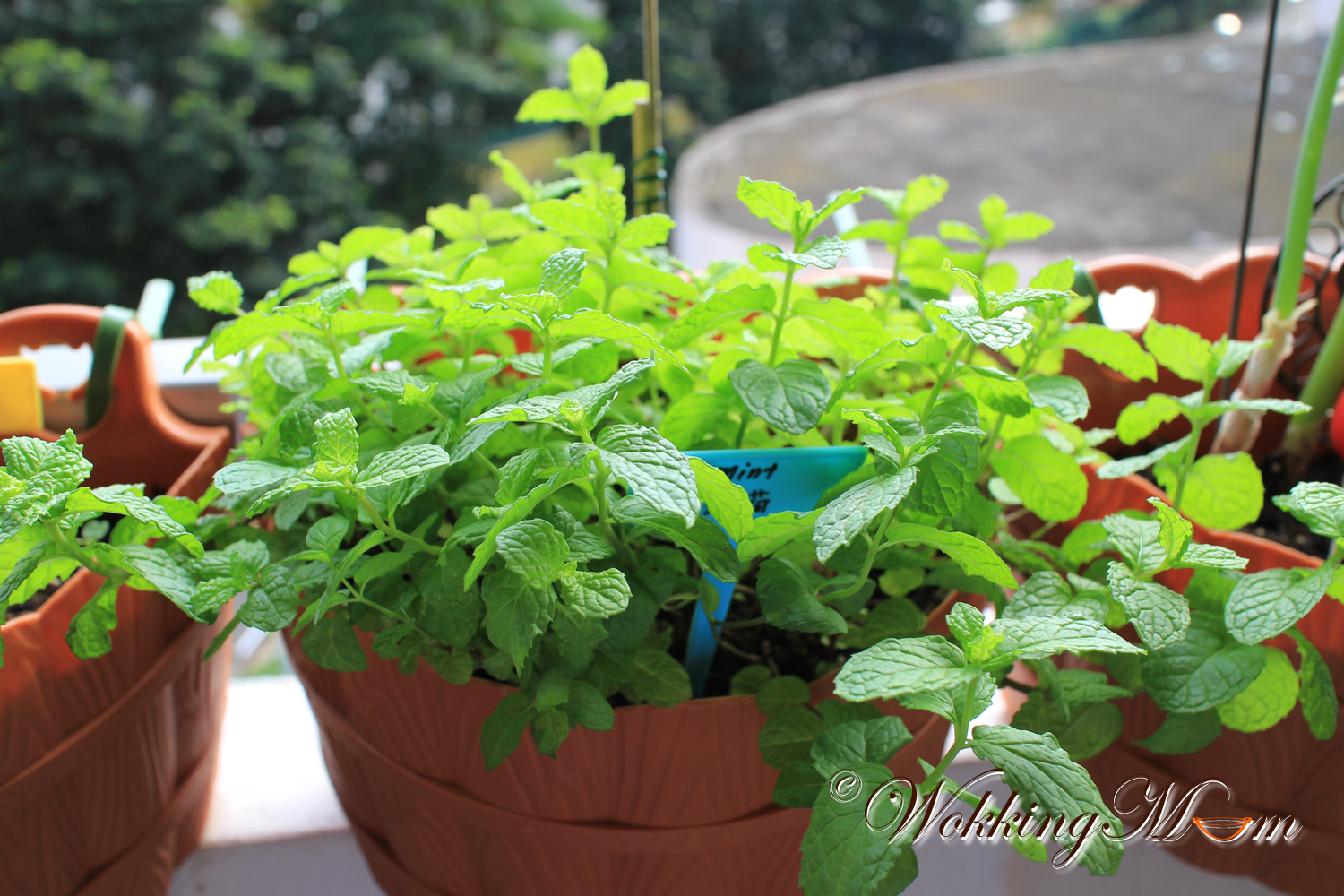 Let's get Wokking!: Milo Pudding with Oreo Crumbs 美祿布丁 | Singapore Food ...