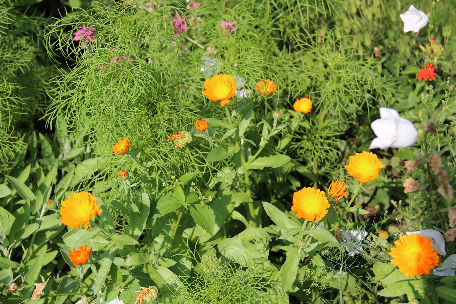 Medetka /Calendula officinalis/