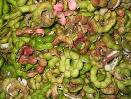 The Amazing Camachile Tree || GENSANarium