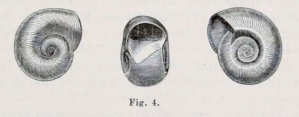 Freshwater Gastropods of North America: The flat-topped Helisoma of The ...