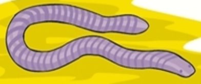 Learning Ideas - Grades K-8: Invertebrates - What are Worms?