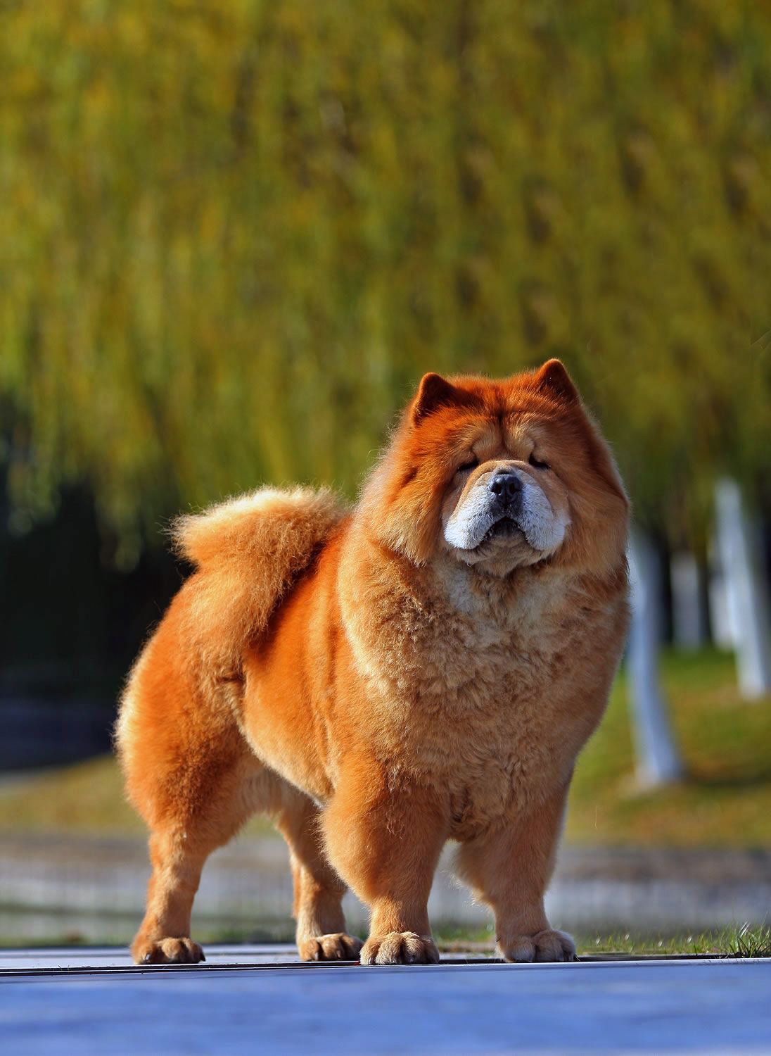 Chow Chow