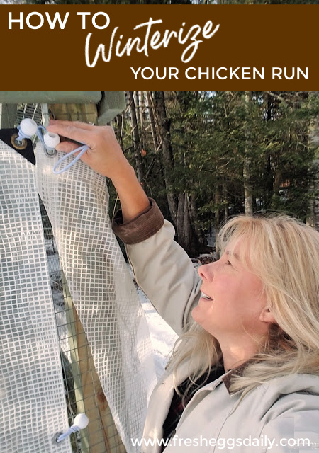 How to Winterize your Chicken Run - Fresh Eggs Daily®