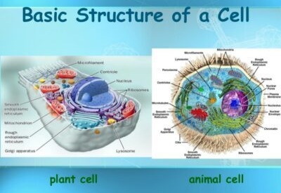Structure of the cell - Knowledge For All