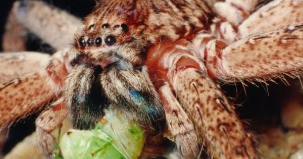 THE WORLD'S BIGGEST SPIDER |The Garden of Eaden