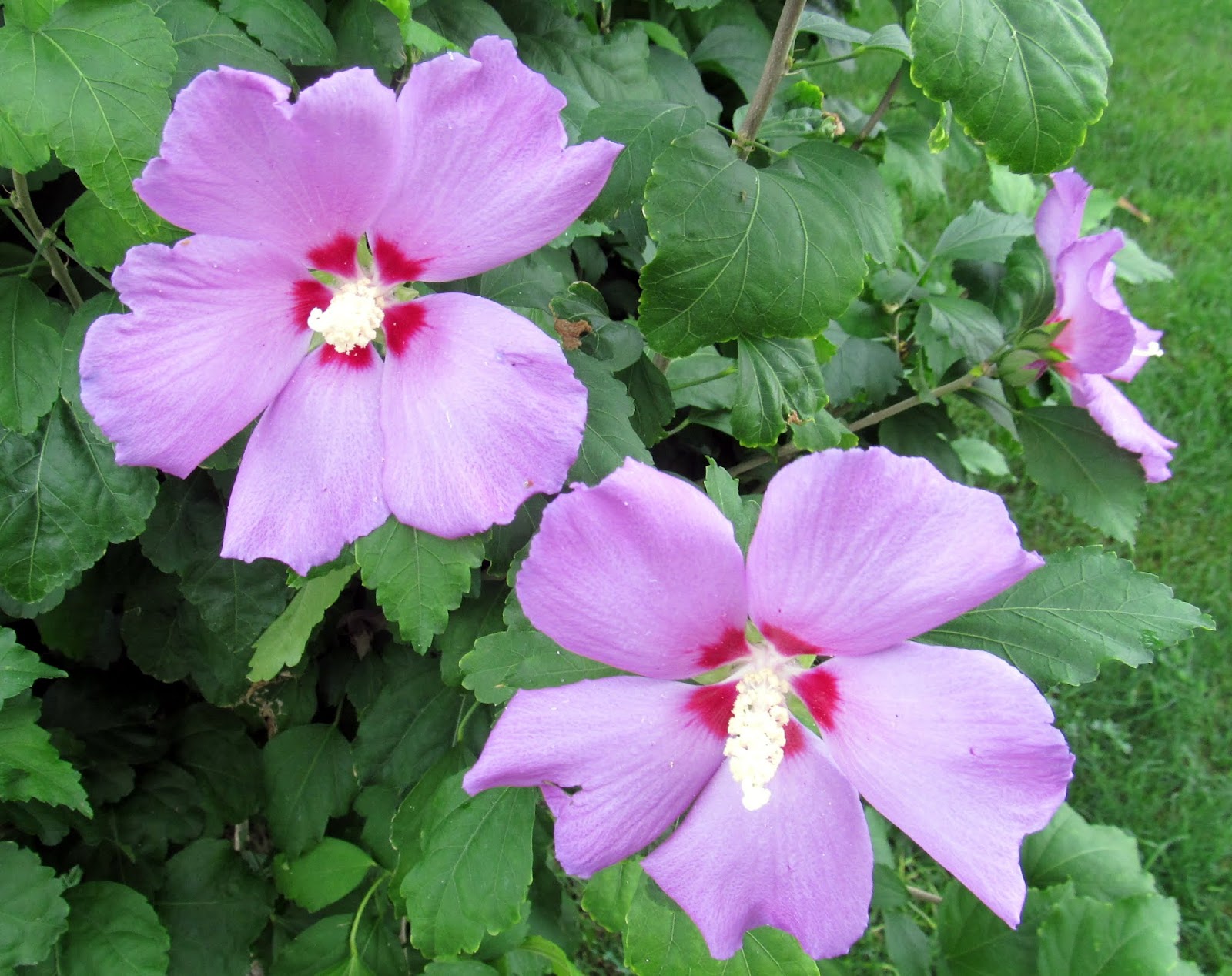 Cittaslow Botanik Park: AĞAÇ HATMİ ÇİÇEĞİ ( Hibiscus syriacus )