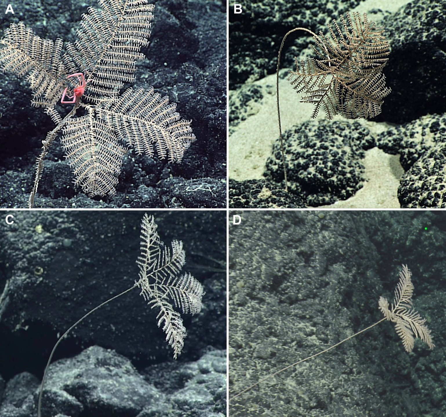 Species New to Science: [Cnidaria • 2020] Antipathes sylospongia ...