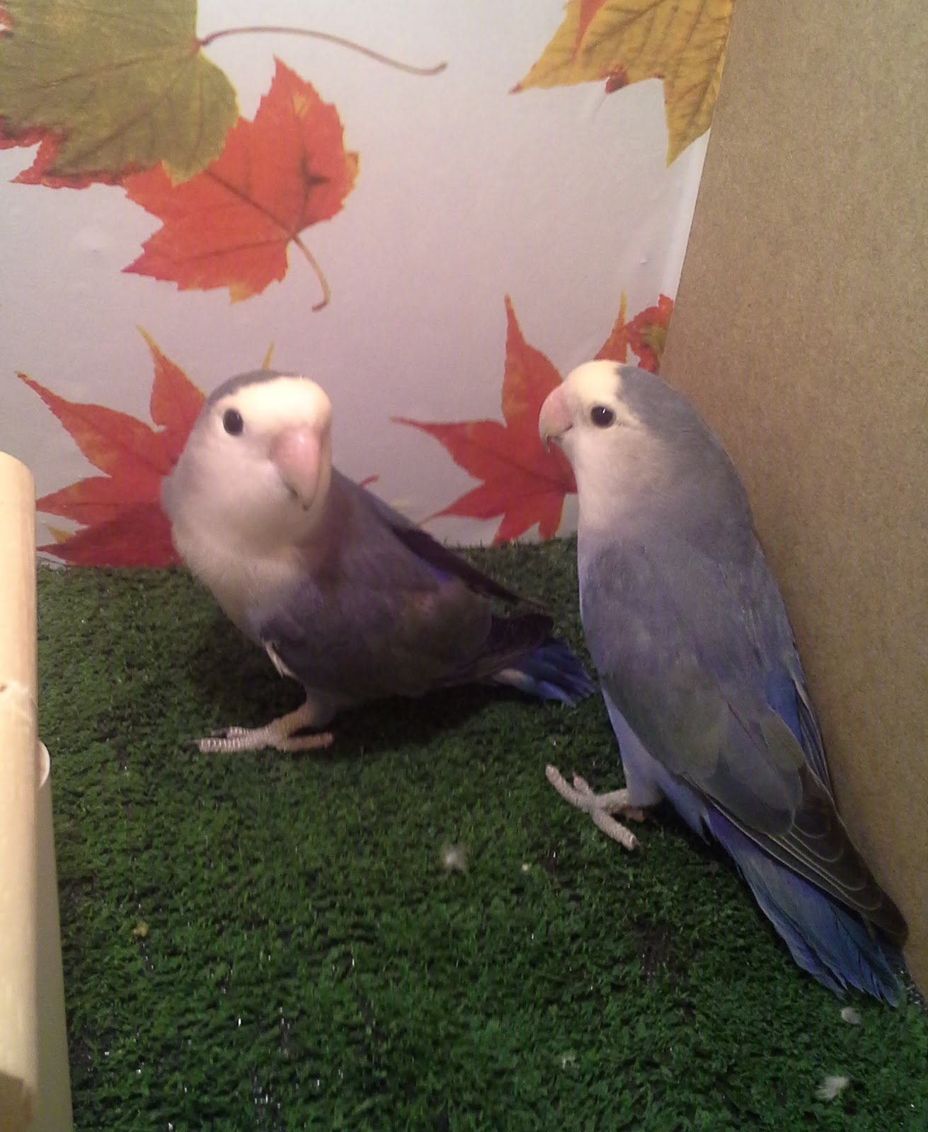 AVIARIO MARI CARMEN : AGAPORNIS PAPILLEROS