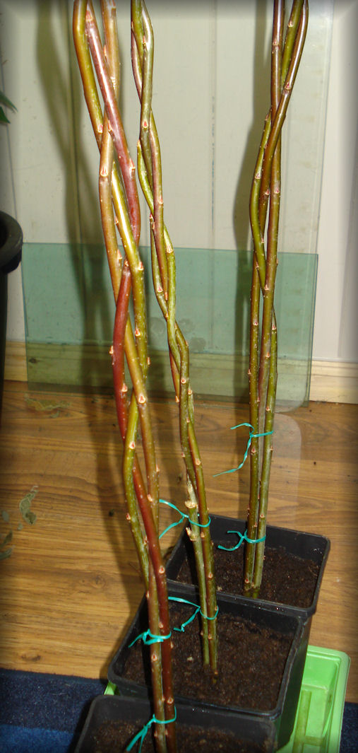 Bull-Sveen's hageblogg: Prøver å flette "pil-tre"