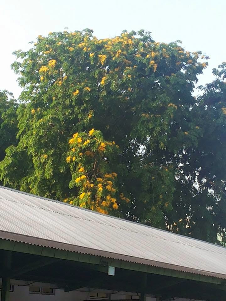 Kasehku HidupKu: 6 Hijau 1996 SKCE - Kerana Pokok Sena