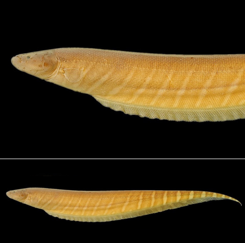 Species New to Science: [Ichthyology • 2019] Gymnotus darwini • A New ...