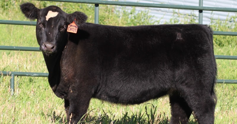 Barker Cattle Company: The Line Up!