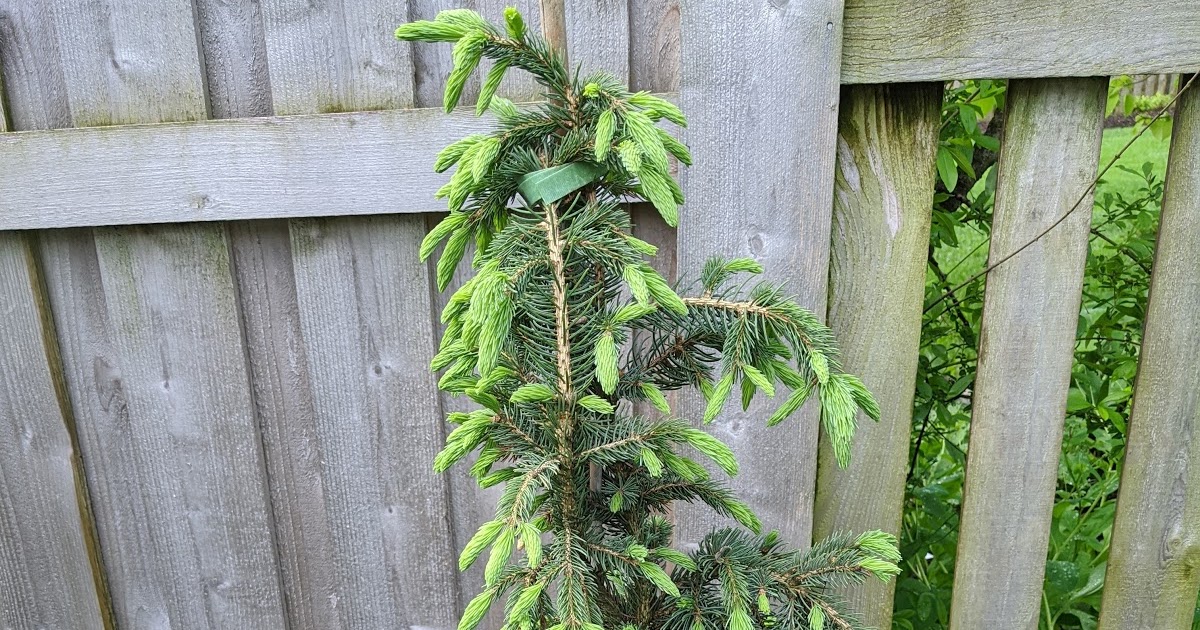 Weeping White Spruce - Spring Growth 2020