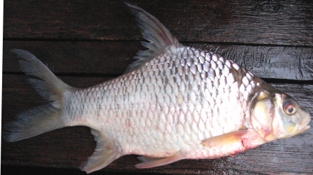 River Fish Supplier, Peter's Fish Trading Co, Sarawak: TENGALAN SARAWAK ...