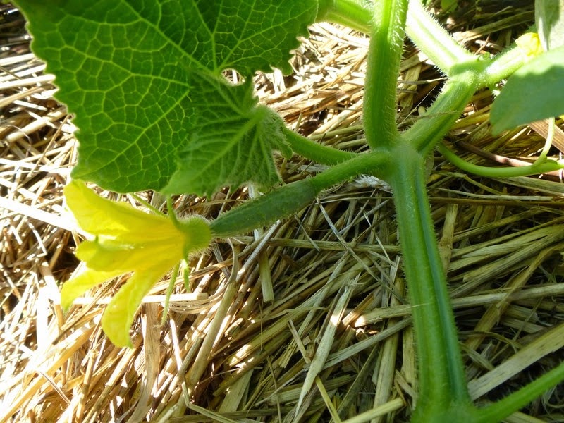 Homestead Hill Farm: Sunday Walkabout 6-15