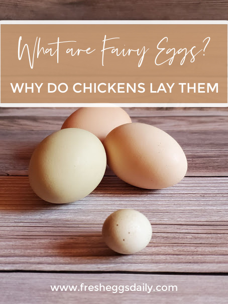 What are Fairy Eggs and Why Do Chickens Lay Them? - Fresh Eggs Daily ...