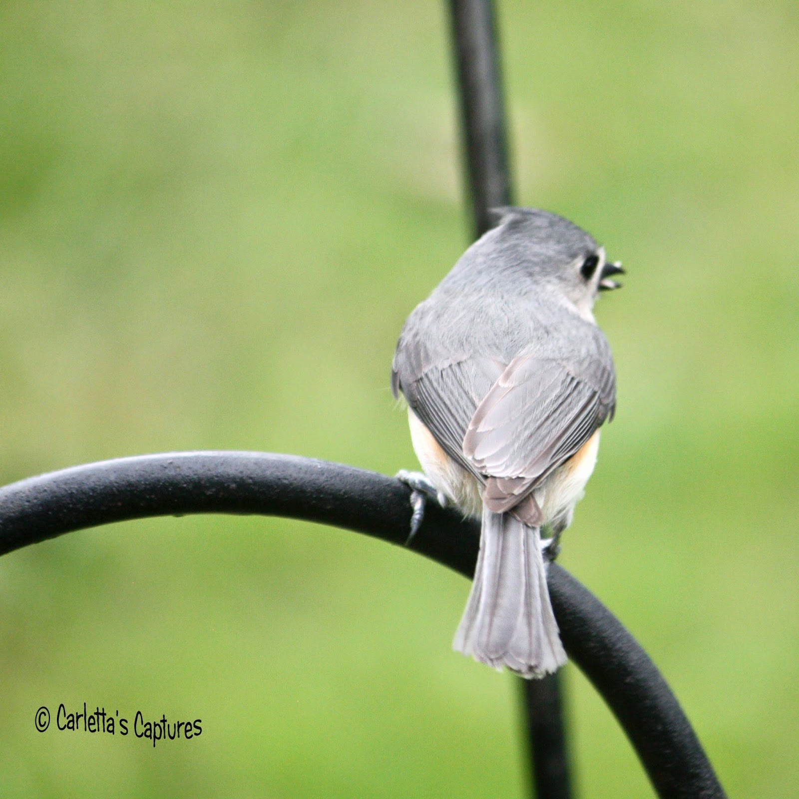Round The Bend Wild Birds Im Bringing Booty Back