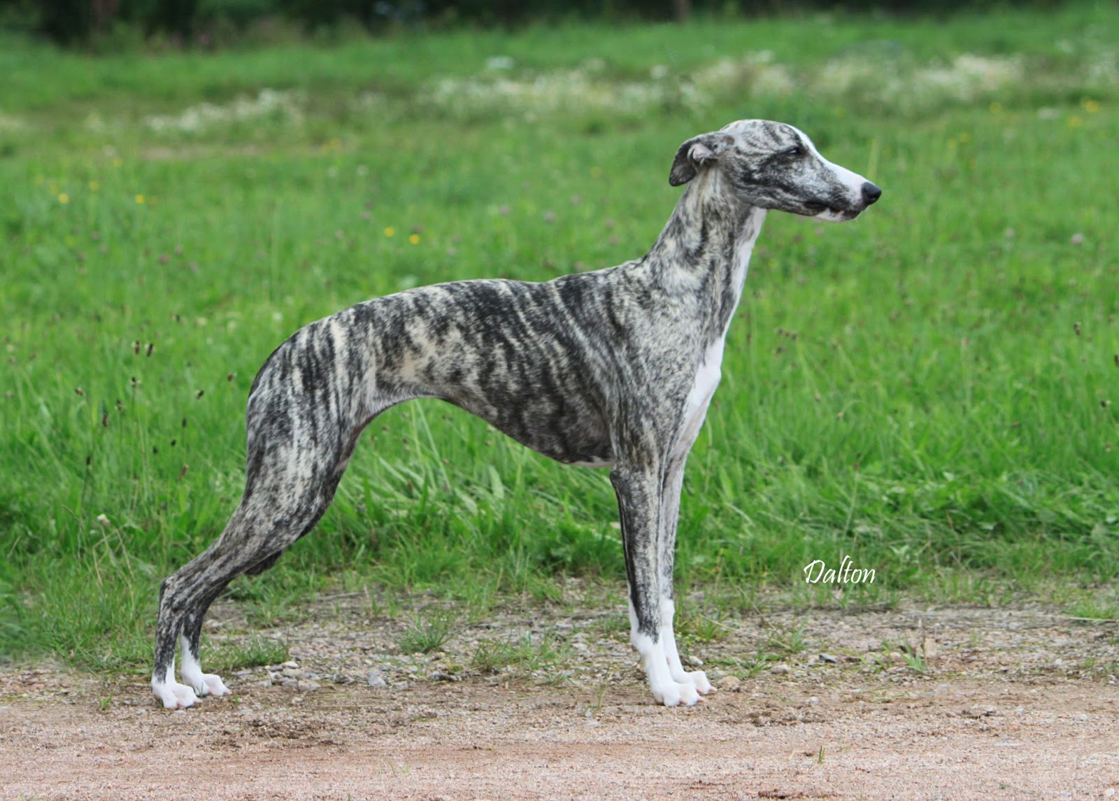 Whippets High on Emotion: July 2013