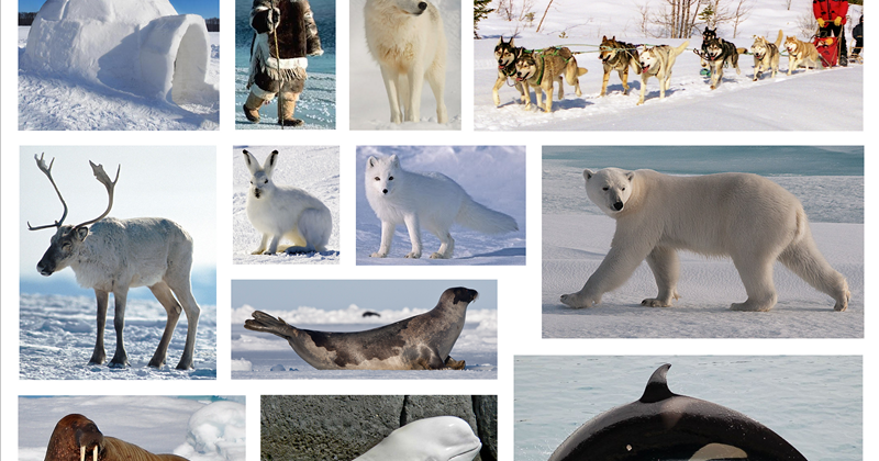 Le Journal de Nounou Sophie: Jeu d'association des animaux de l'arctique