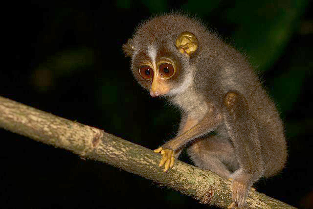 Unahapuluwa the Animal | Gallery333.blogspot.com