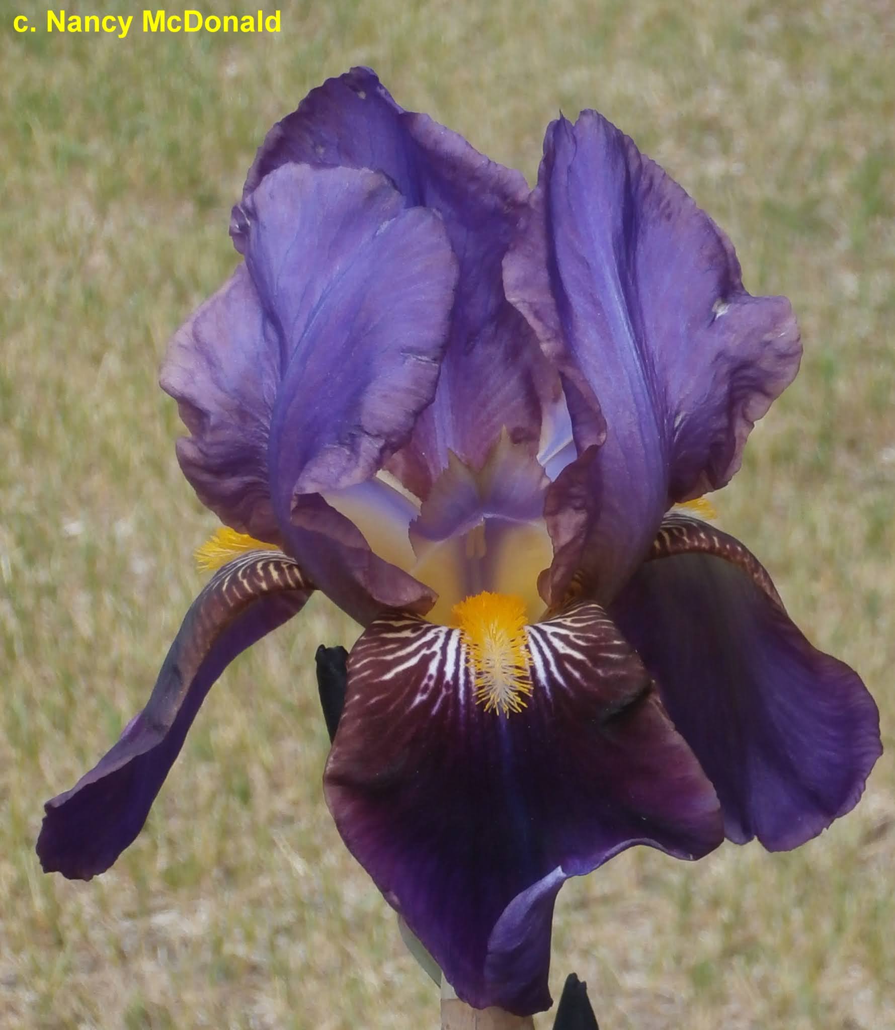 World of Irises: FRENCH IRIS FROM THE PAST NAMED AFTER LADIES