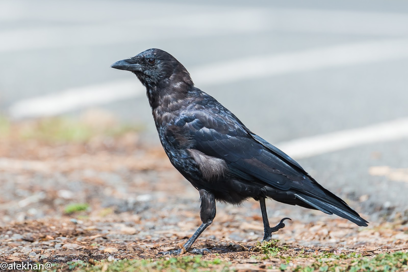 Pájaros, Pajarracos: Cuervo americano (US)