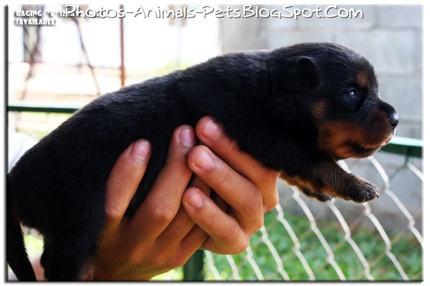 Cute Rottweiler dogs