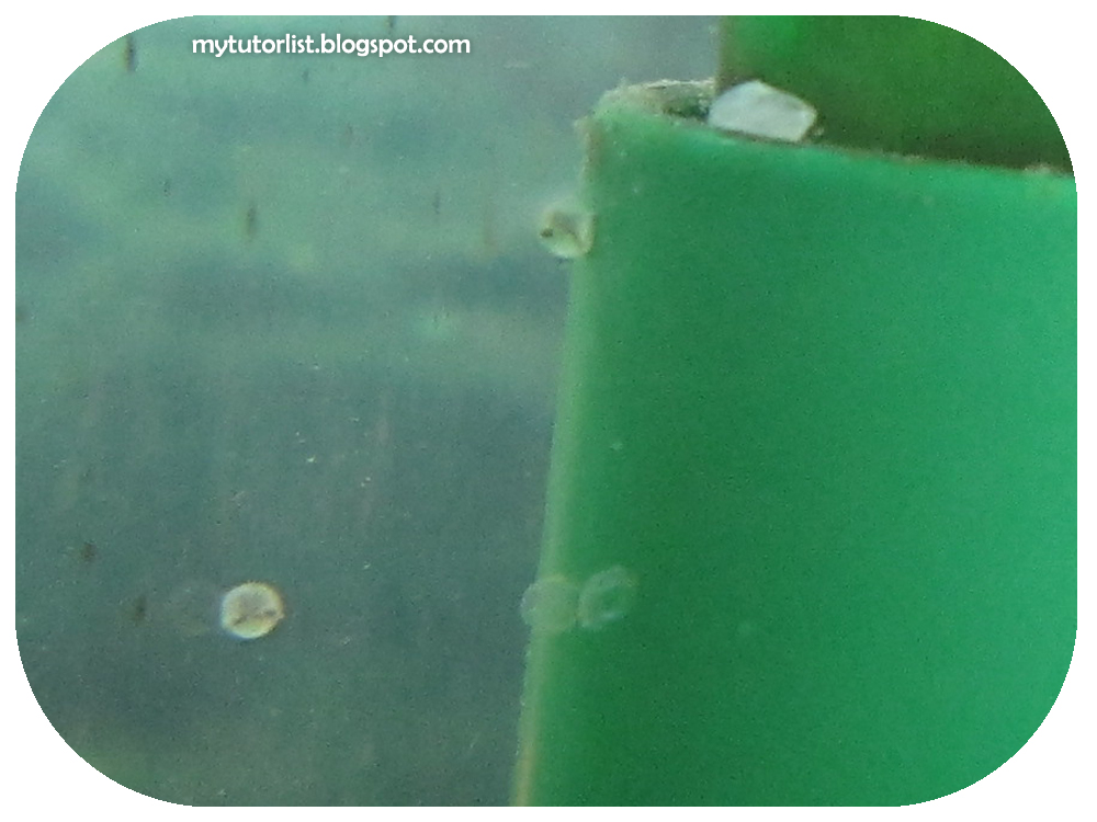 More Pictures of Goldfish Eggs and Other Aquarium Friends : Behind ...