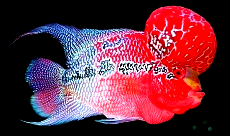 Daftar Jenis Ikan Louhan dan Harganya Lengkap - Om Ikan