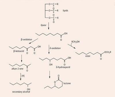 The Science and Art of Cheese: The Chemistry of Cheese: Part 2