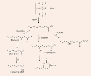 The Science and Art of Cheese: The Chemistry of Cheese: Part 2